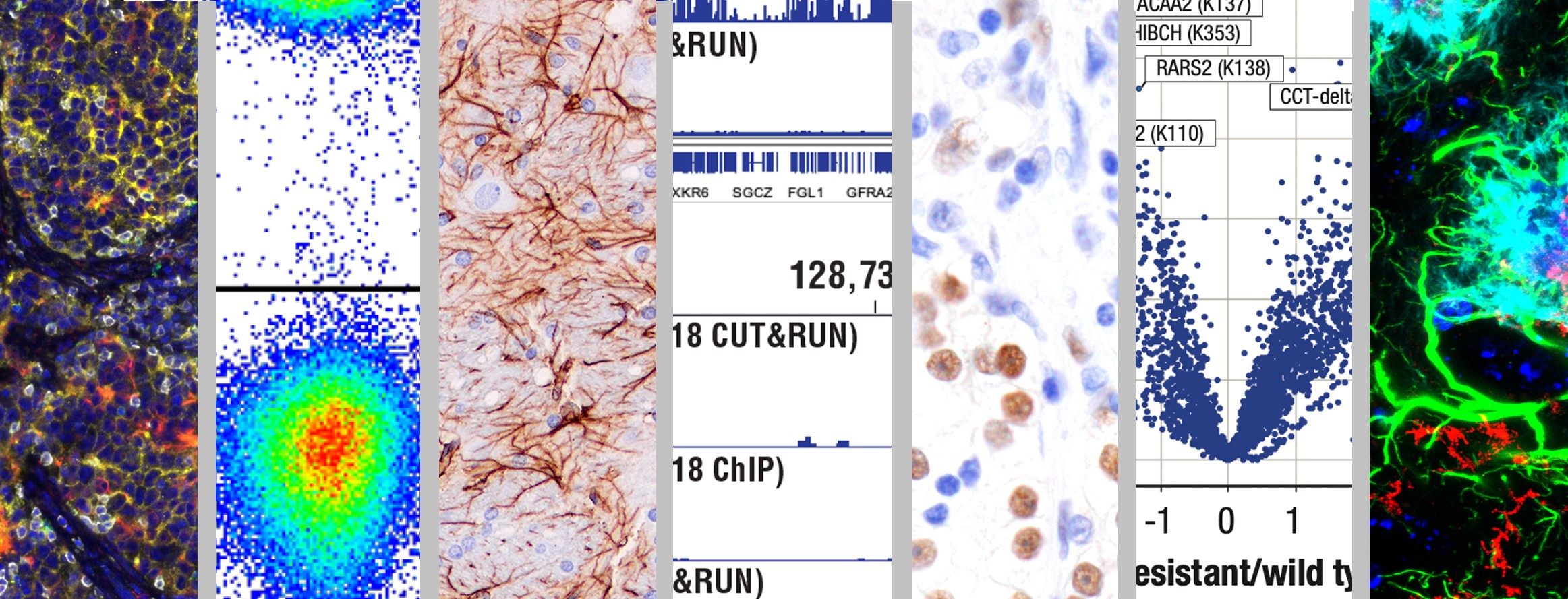 Ornat – Cell Culture- Media and Reagents